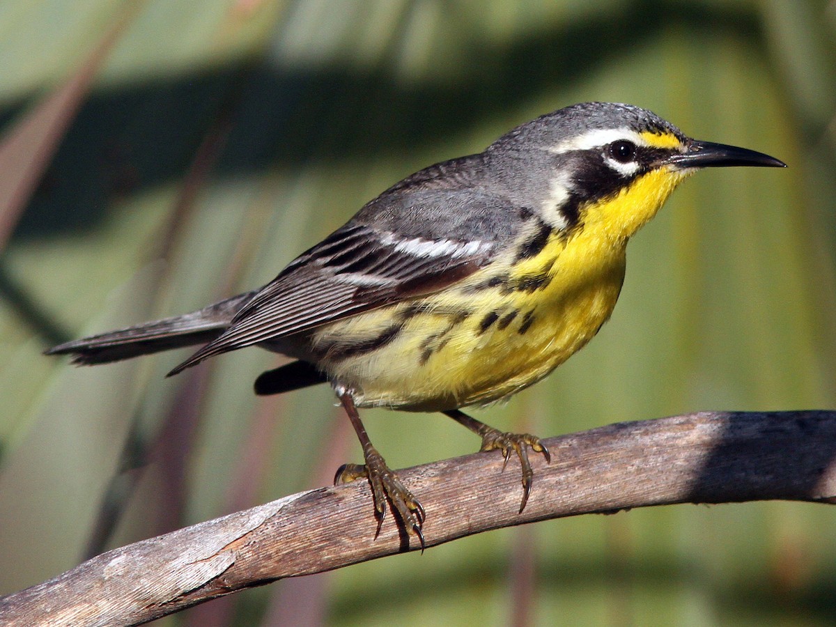 Bahama Warbler - Setophaga flavescens - Birds of the World