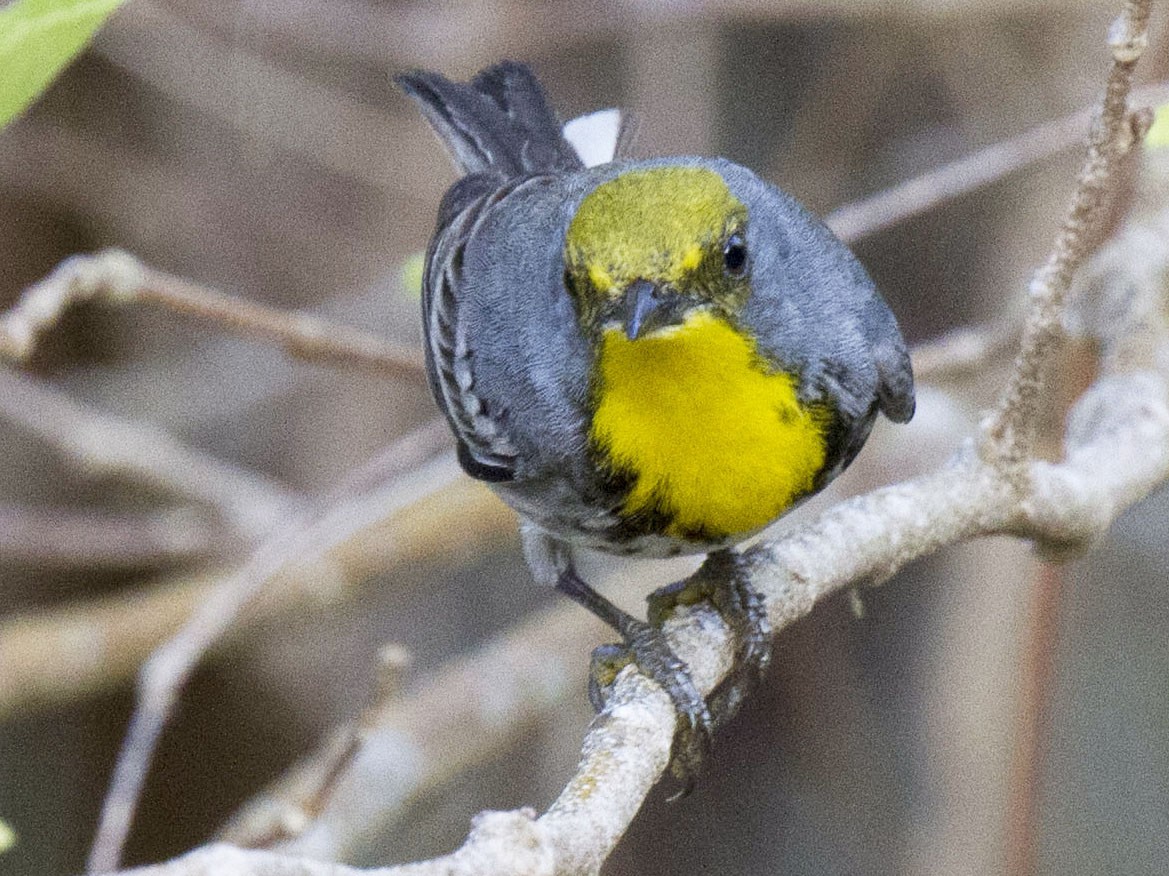 Olive-capped Warbler - eBird