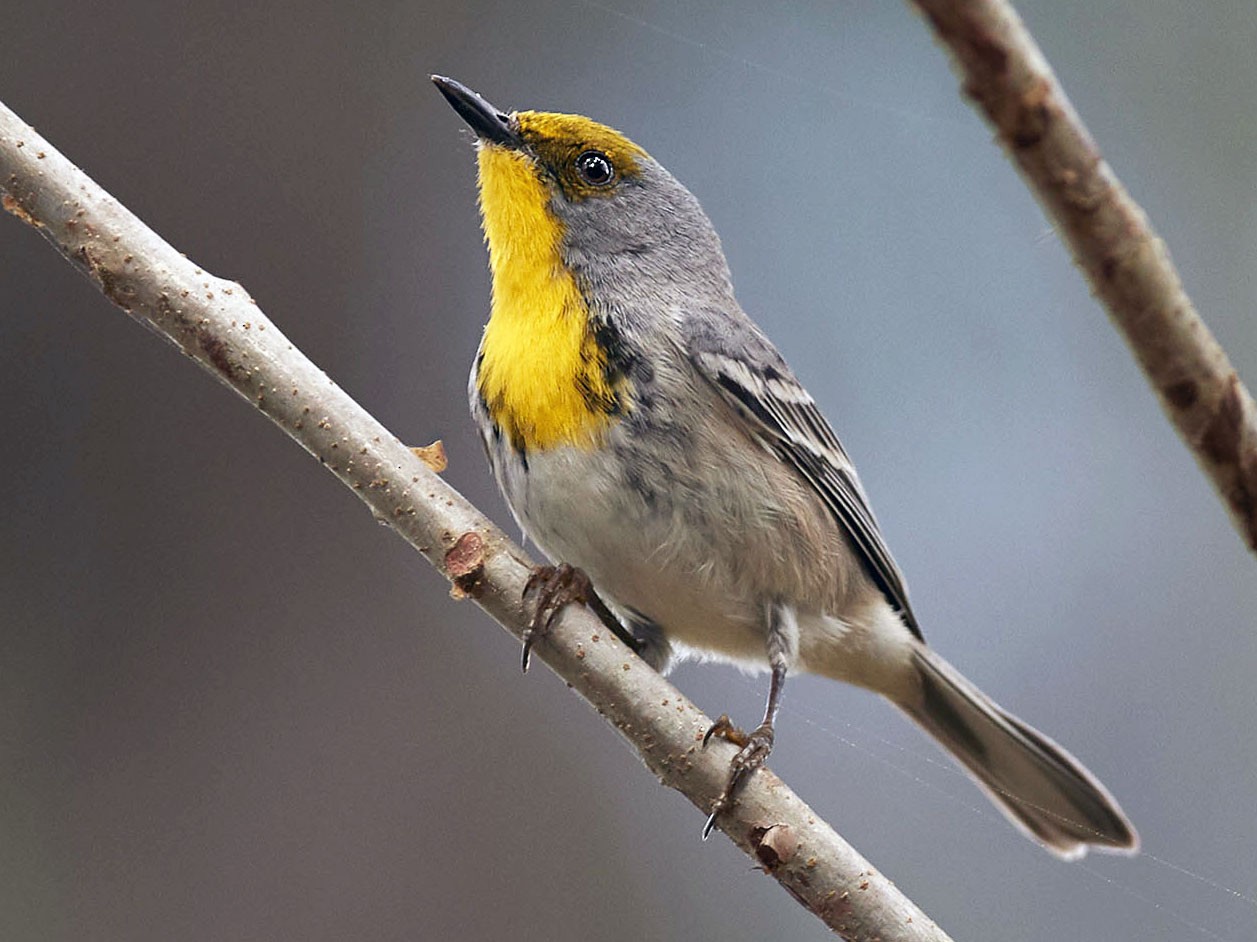 Reinita Coroniverde - eBird
