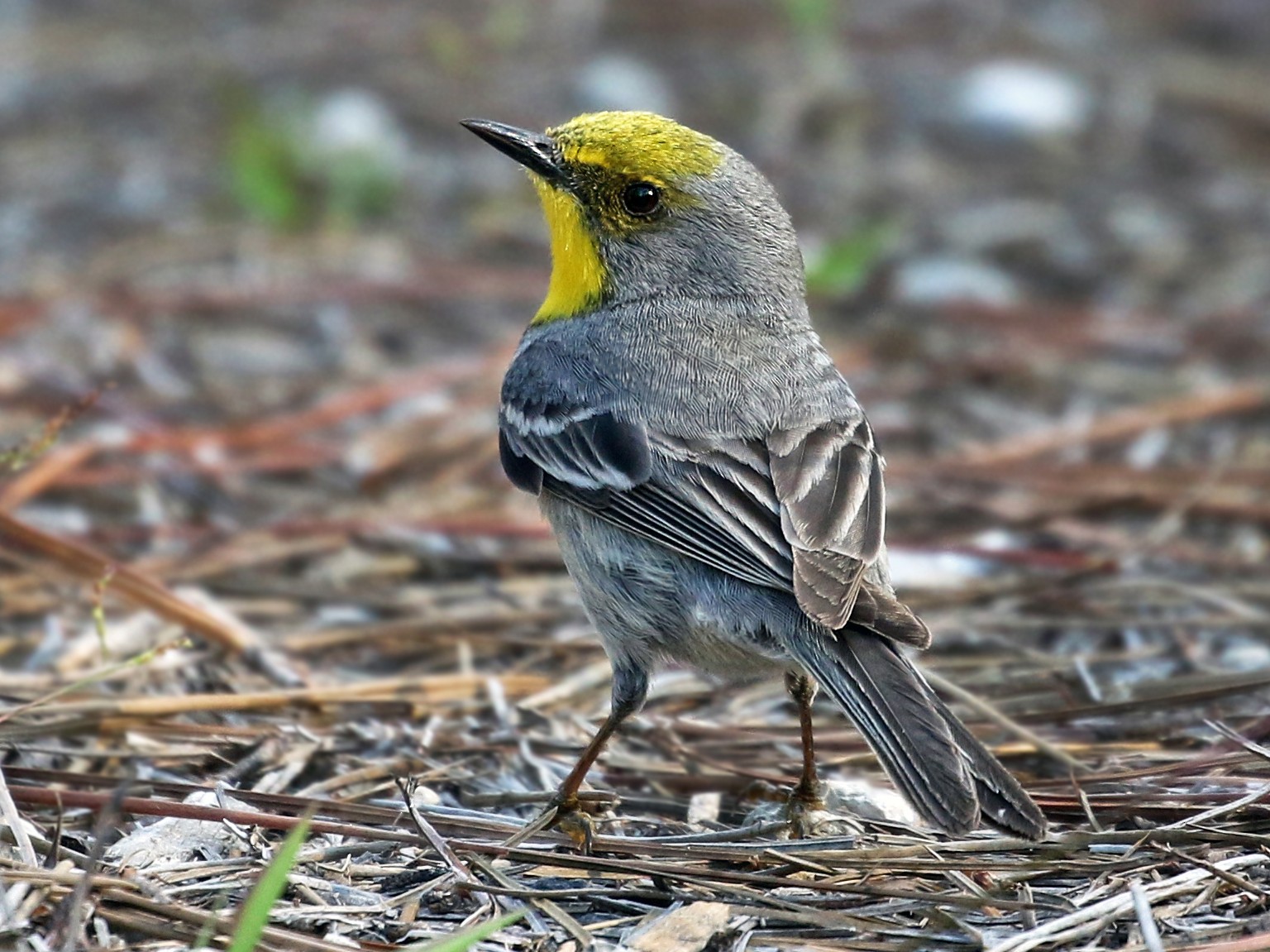 Olive-capped Warbler - eBird