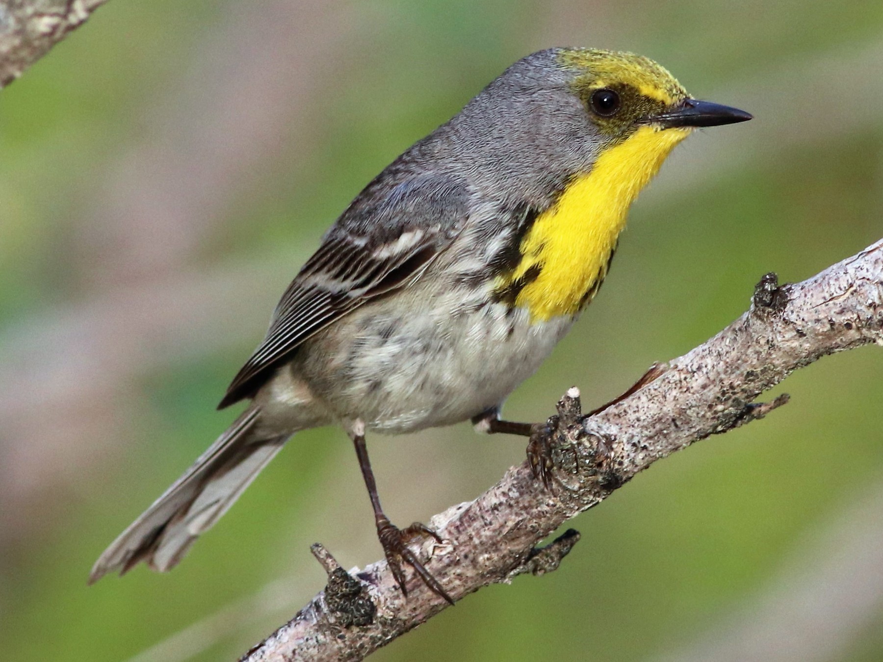 Reinita coroniverde - eBird
