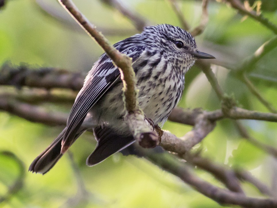 Arrowhead Warbler - eBird