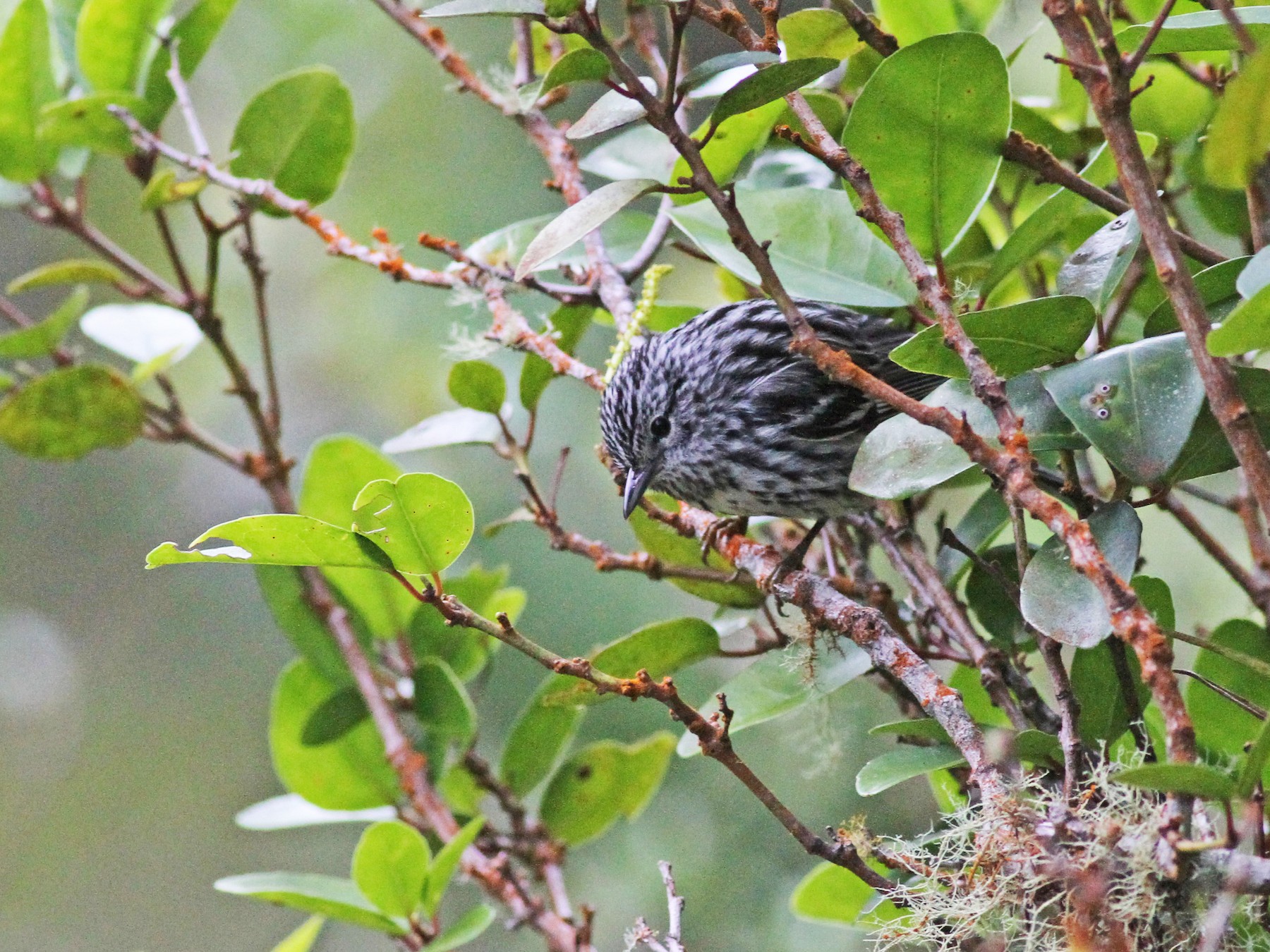 Arrowhead Warbler - eBird