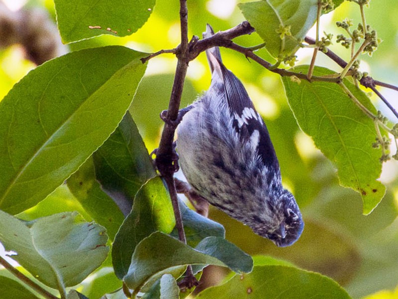 Elfin-woods Warbler - eBird
