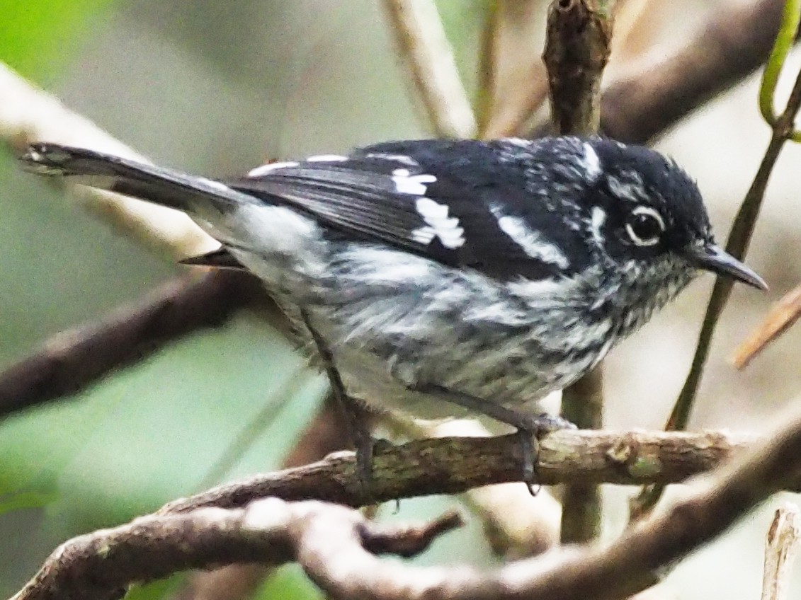 Elfin-woods Warbler - eBird