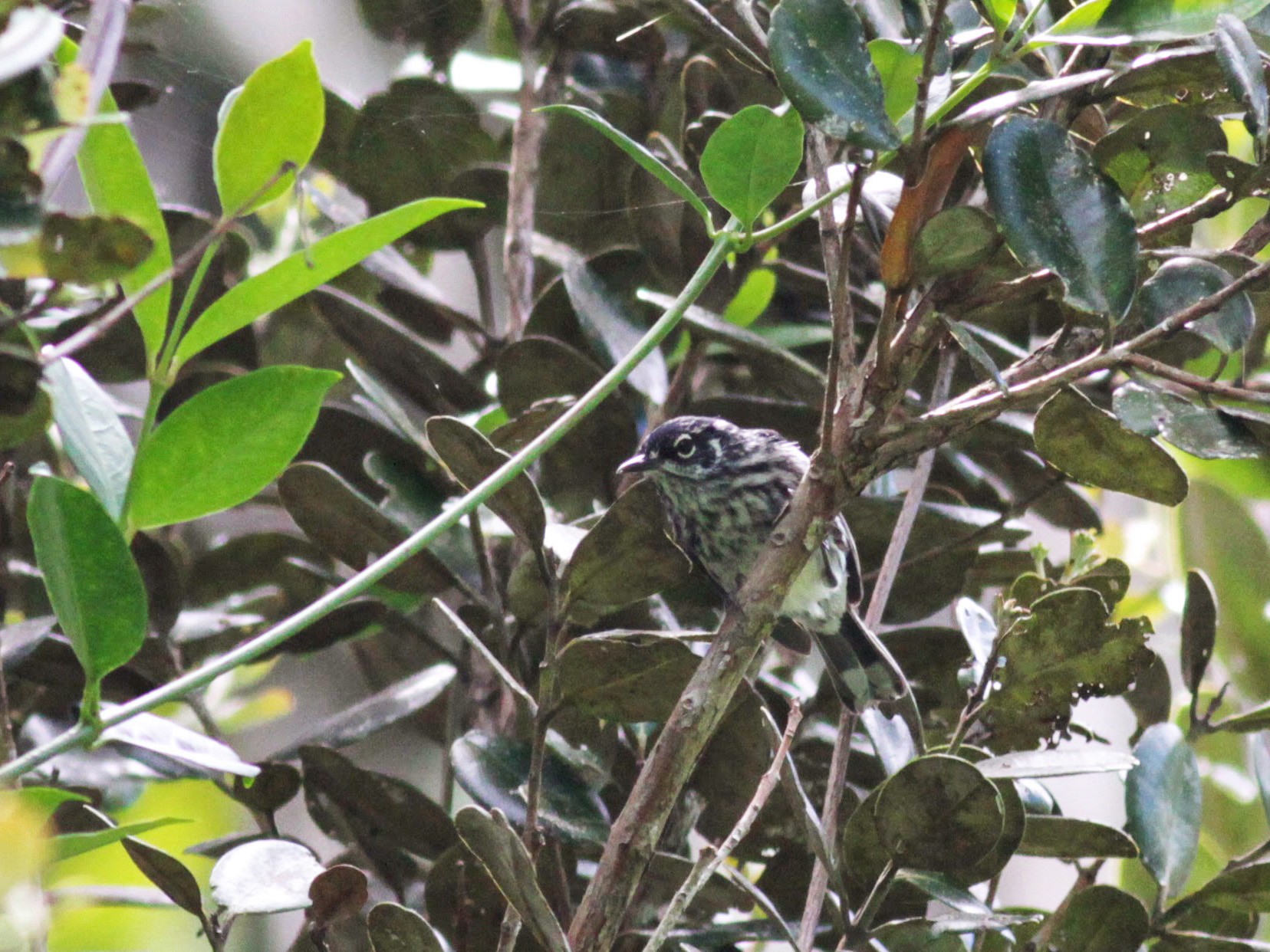 Elfin-woods Warbler - eBird