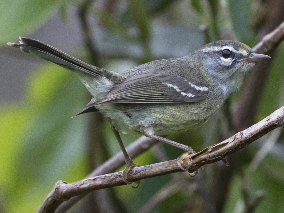 Plumbeous Warbler - Setophaga plumbea - Birds of the World