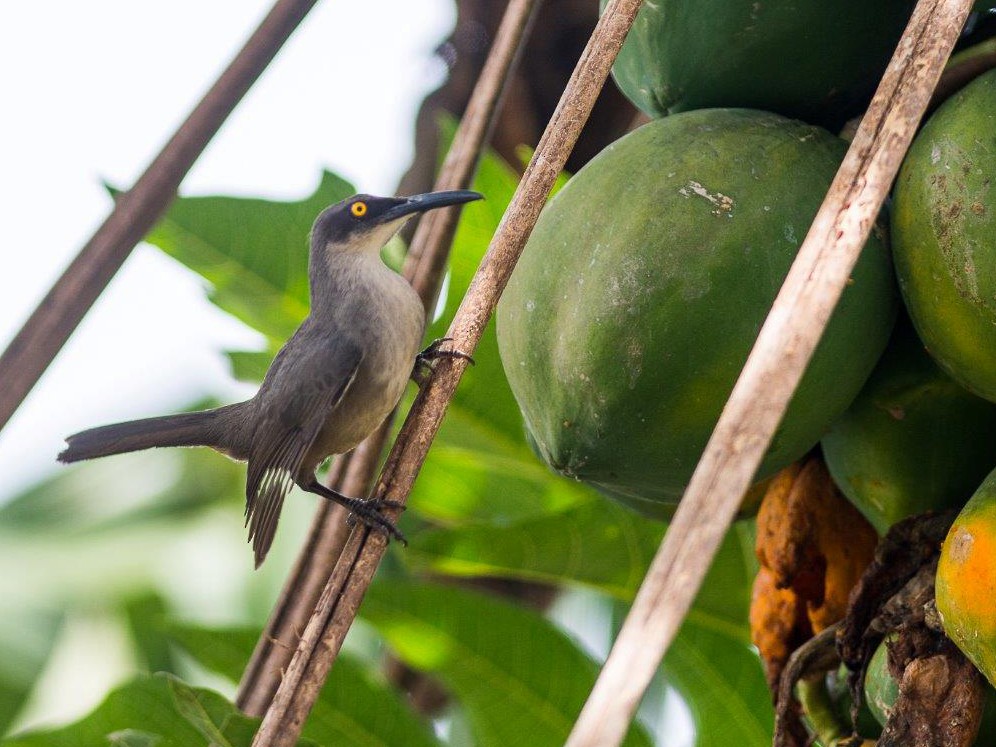 Grey Trembler - eBird