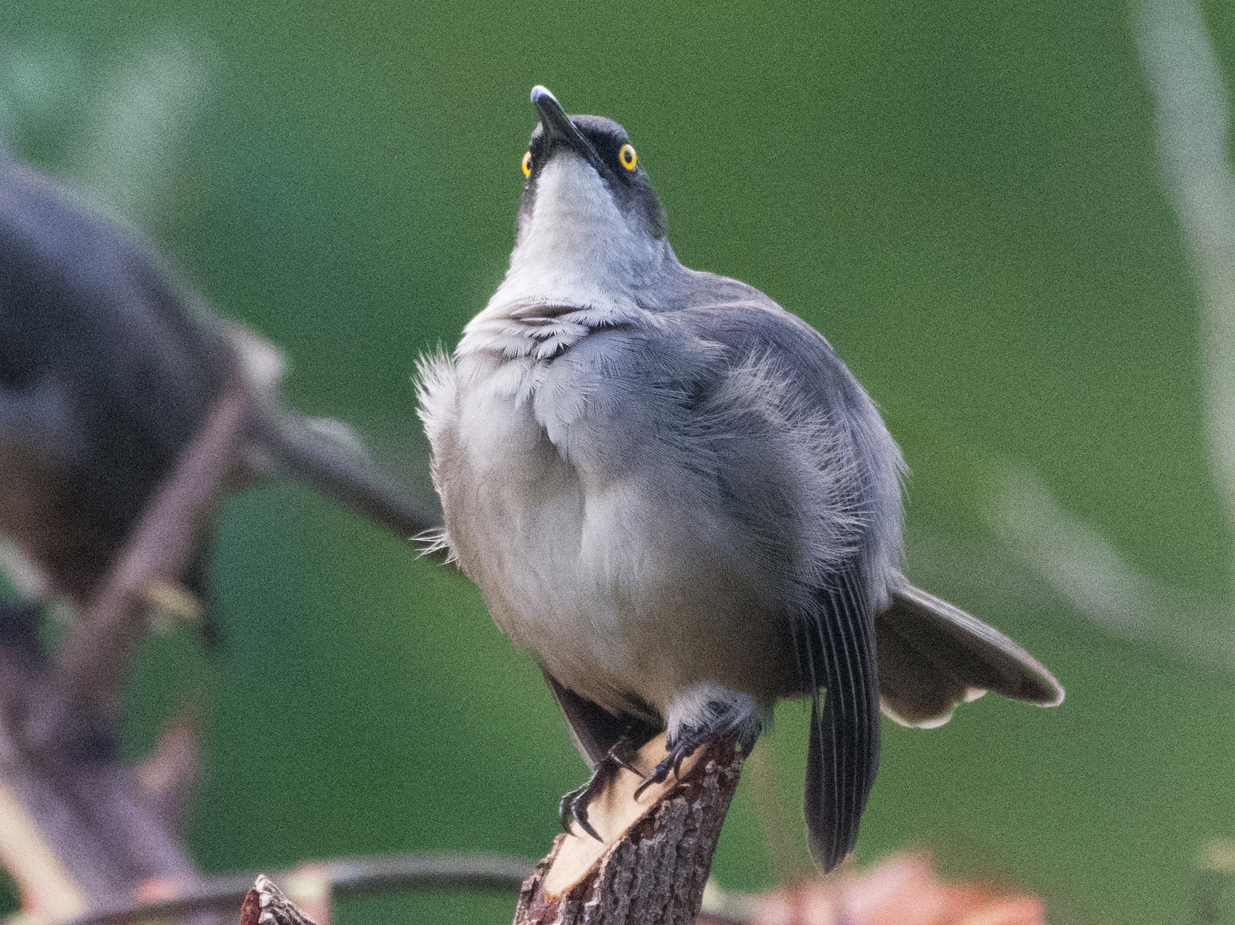 Grey Trembler - eBird