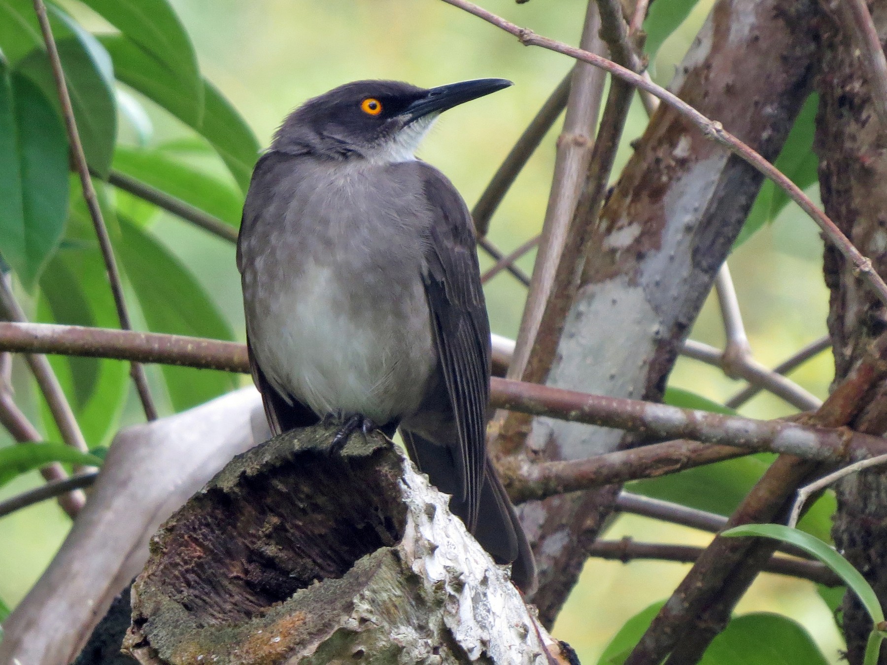 Grey Trembler - eBird