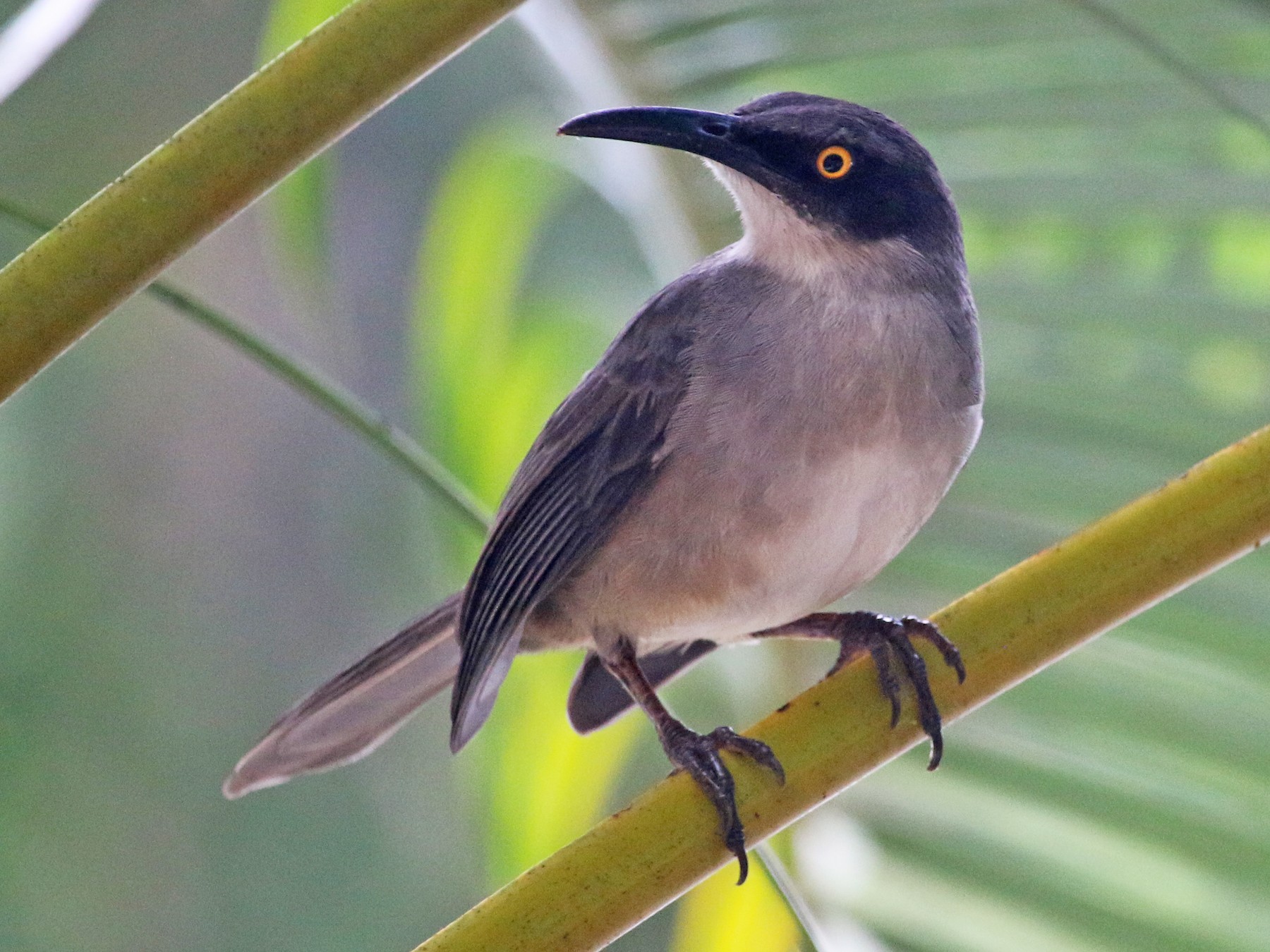 Grey Trembler - eBird