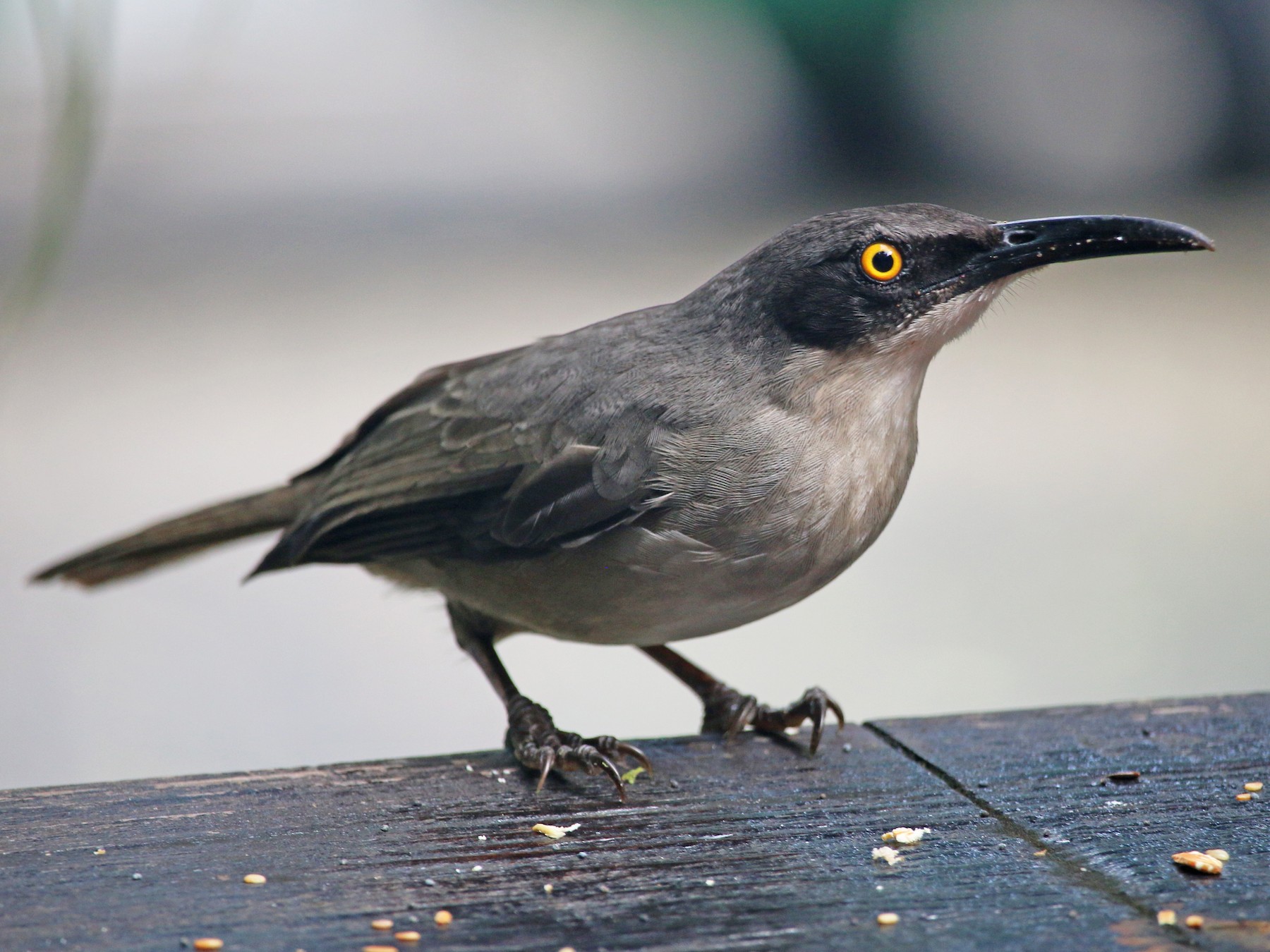 Gray Trembler - eBird