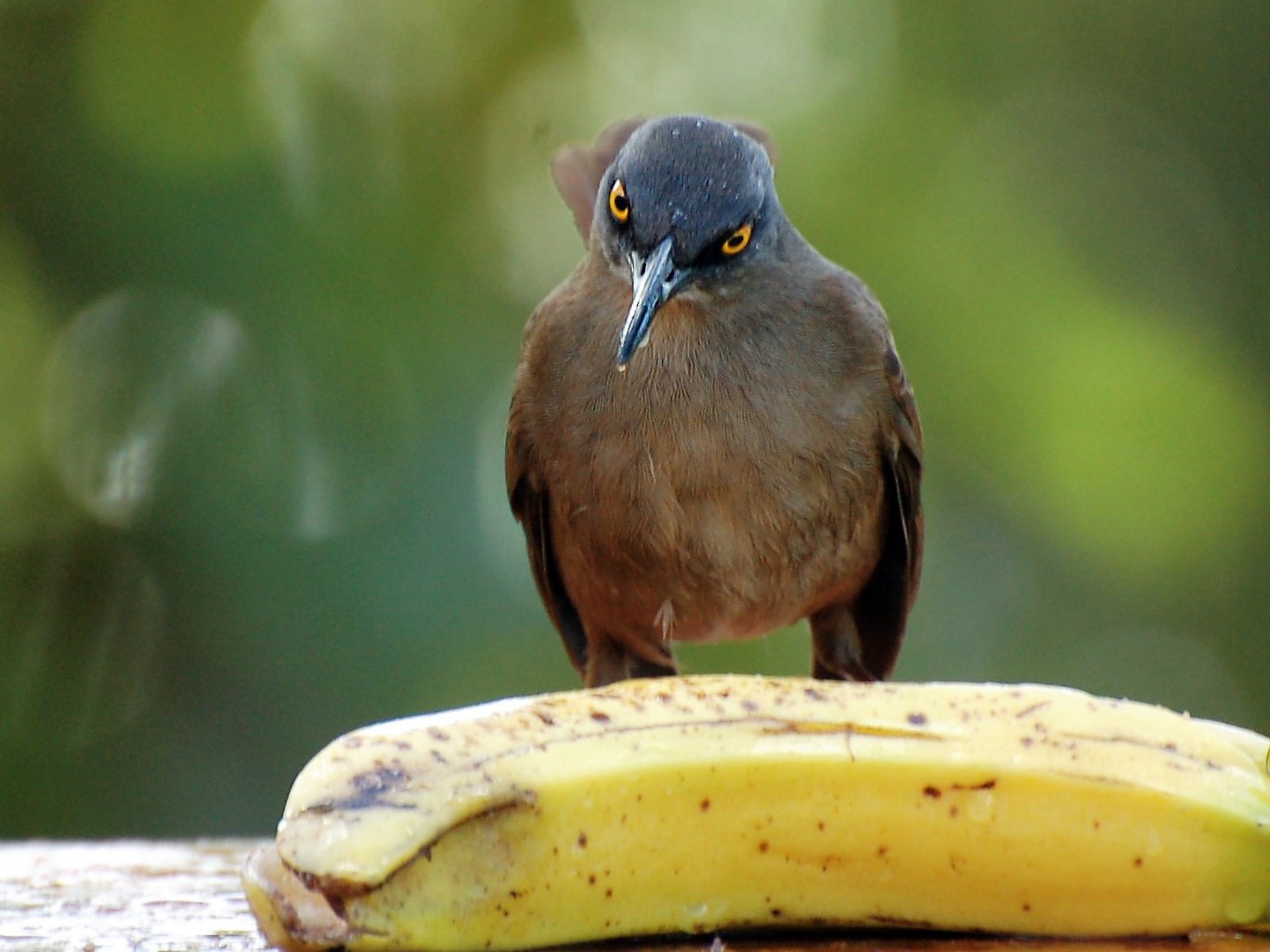 Brown Trembler - eBird