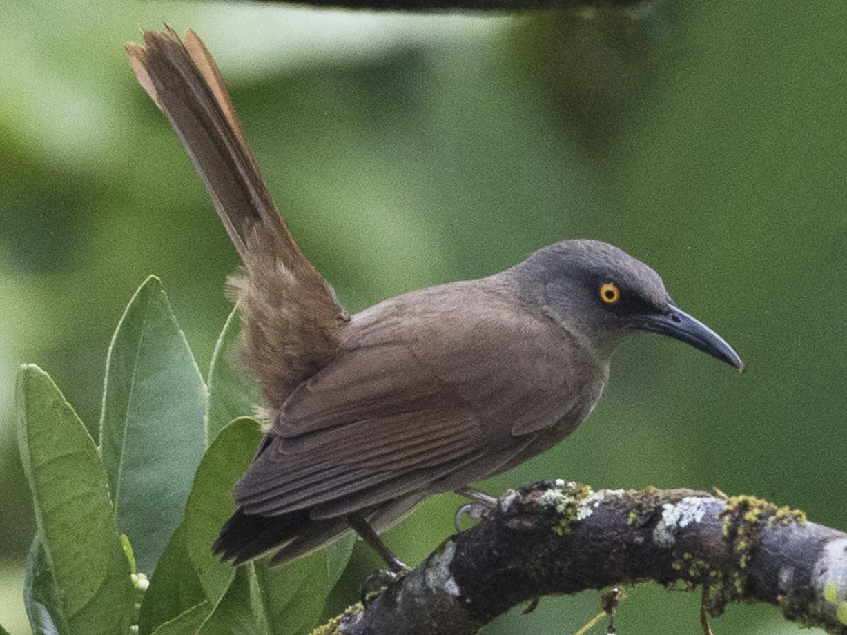 Brown Trembler - eBird