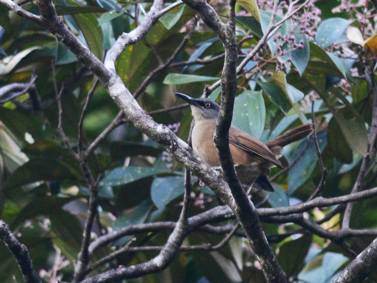 Brown Trembler - eBird
