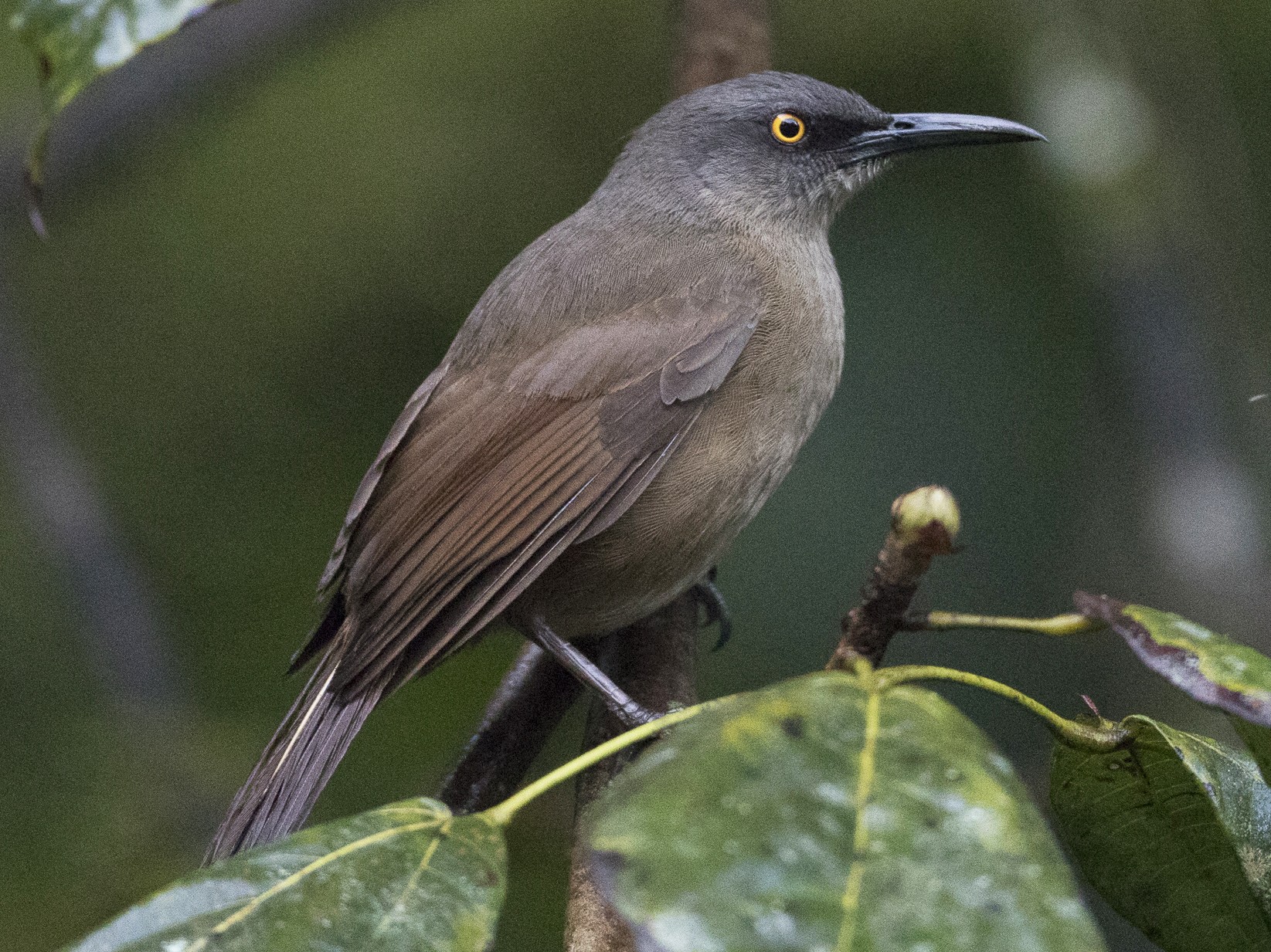 Brown Trembler - eBird