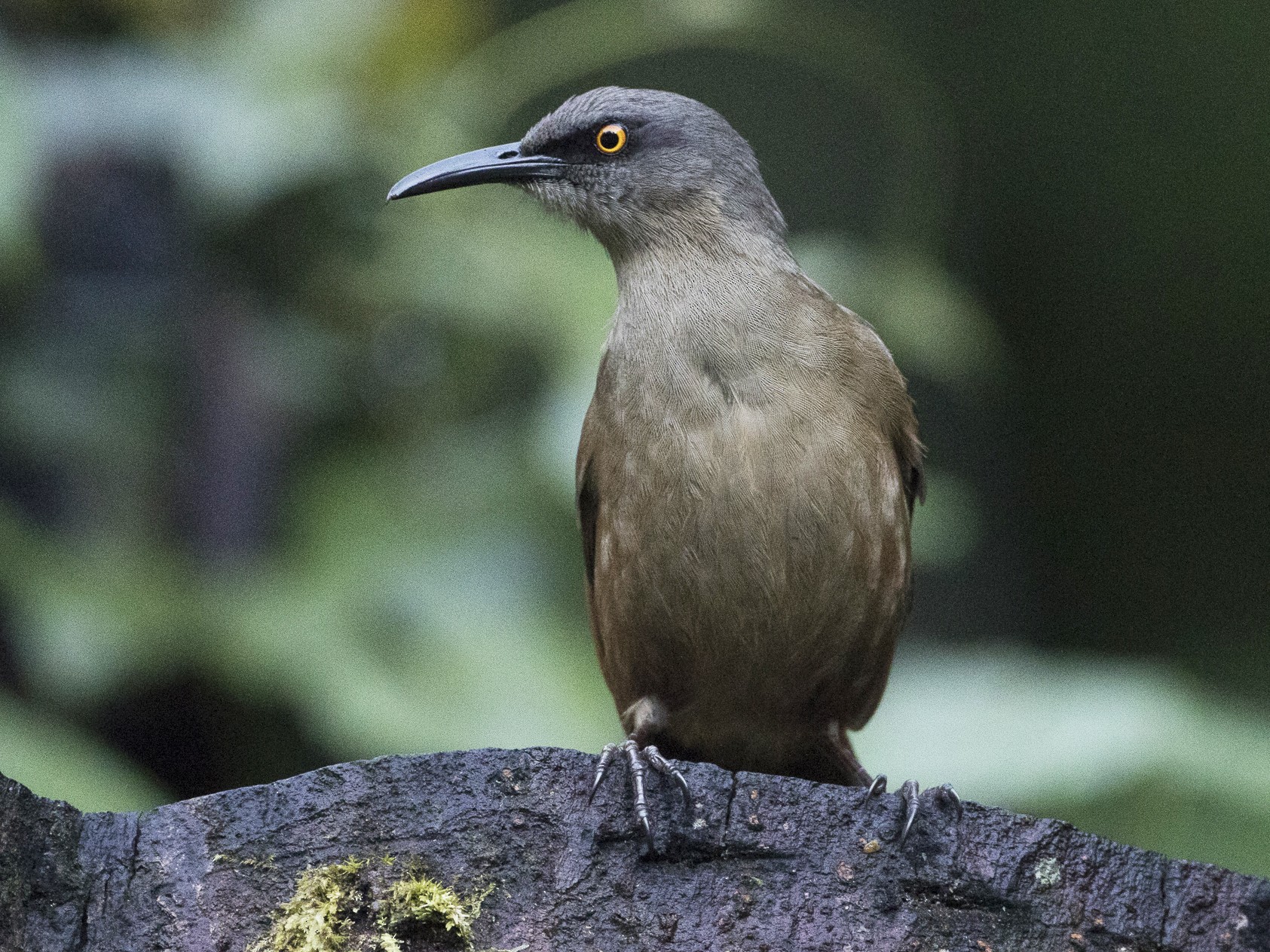 Brown Trembler - eBird