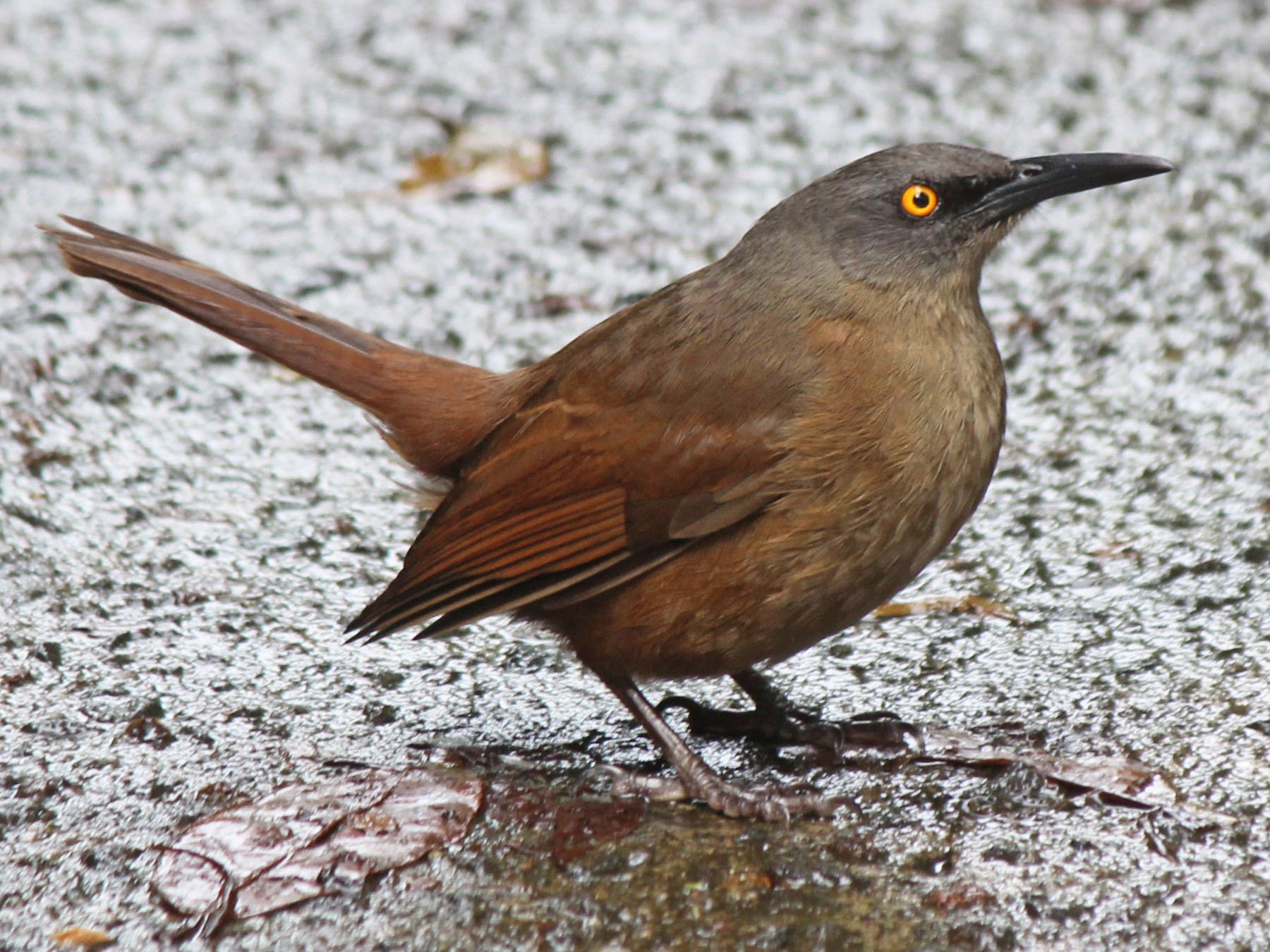 Brown Trembler - eBird