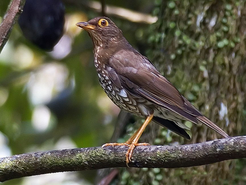 Forest Thrush - eBird