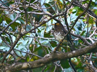 Forest Thrush - eBird