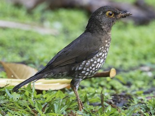 Forest Thrush - Turdus lherminieri - Birds of the World