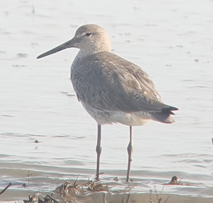 eBird Checklist - 4 May 2018 - Rockefeller SWR - 62 species (+1 other taxa)