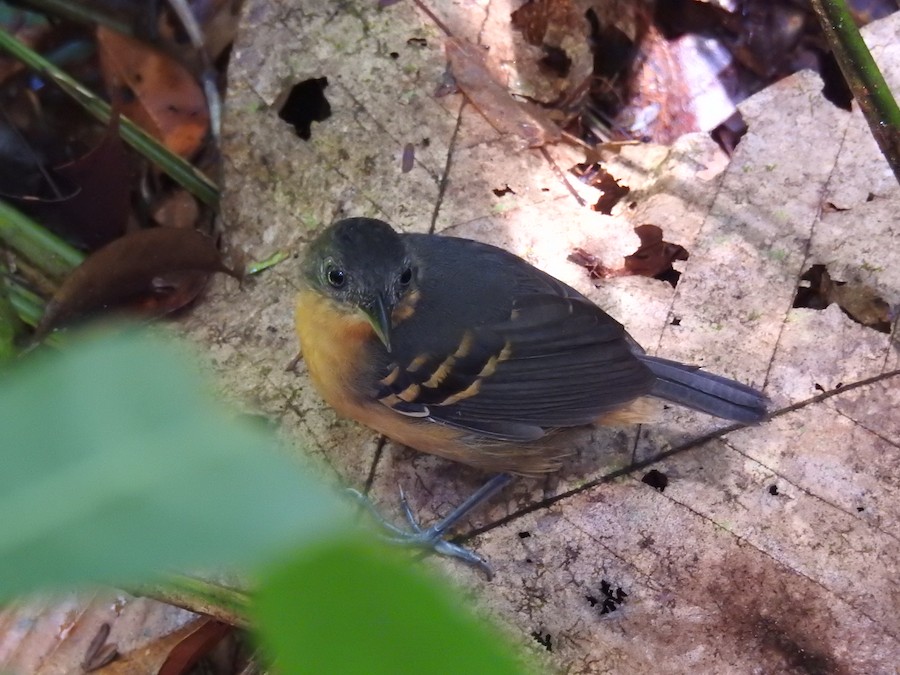 Black-headed Antbird (Amazonas) - eBird