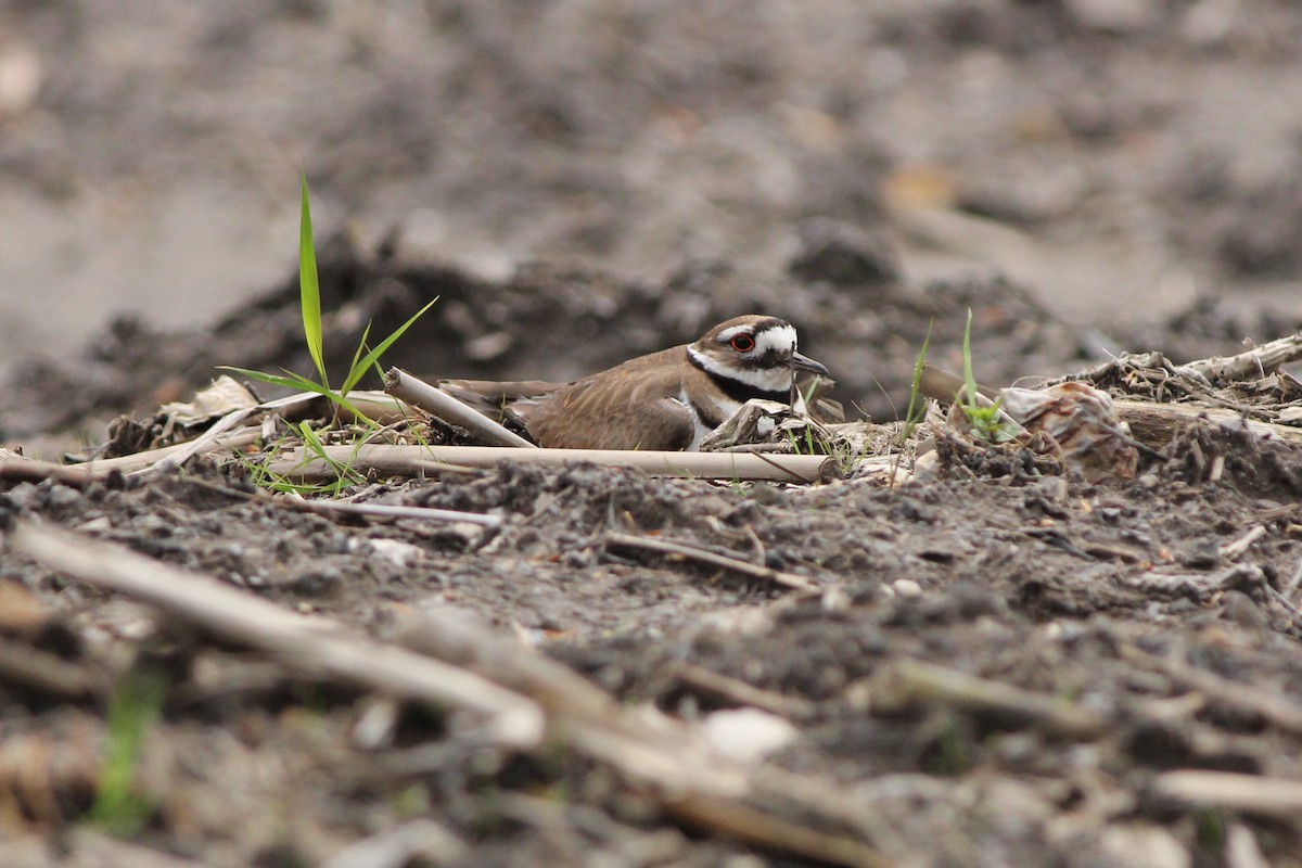 eBird Checklist - 5 May 2018 - Garret Mountain Reservation (Park) - 54 ...
