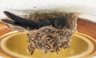 Pygmy Swiftlet - Collocalia troglodytes - Birds of the World