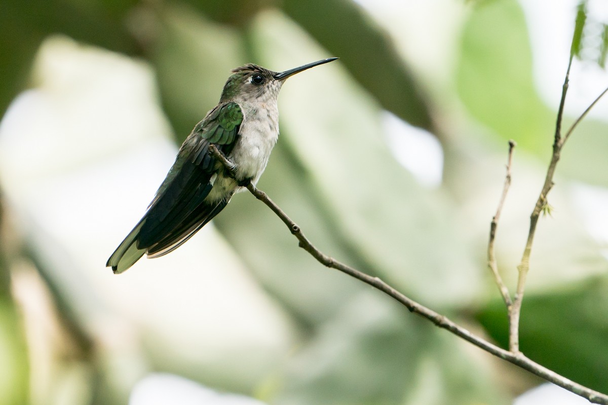 Outcrop Sabrewing - Campylopterus calcirupicola - Birds of the World