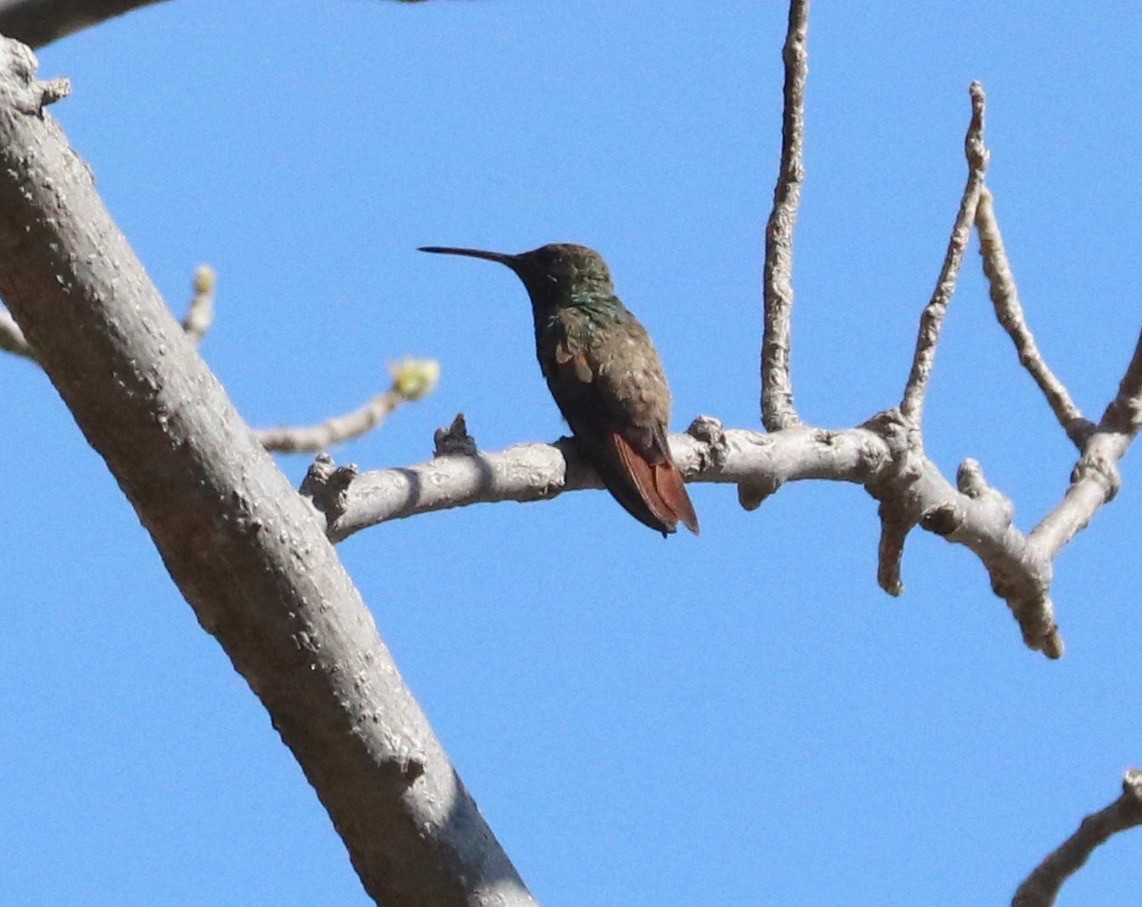 ML98517891 Berylline Hummingbird Macaulay Library