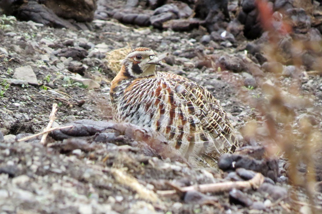 eBird Checklist - 7 Apr 2018 - Pengbu Xi Xiang - 21 species