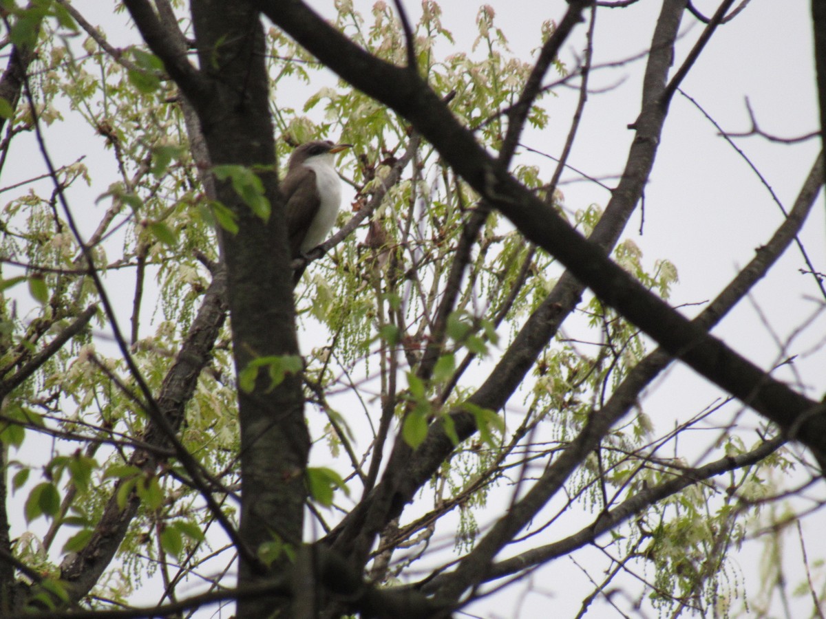 eBird Checklist - 6 May 2018 - Garret Mountain Reservation (Park) - 54 ...