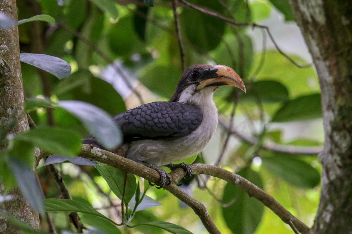 Sri Lanka Gray Hornbill - Ocyceros gingalensis - Birds of the World