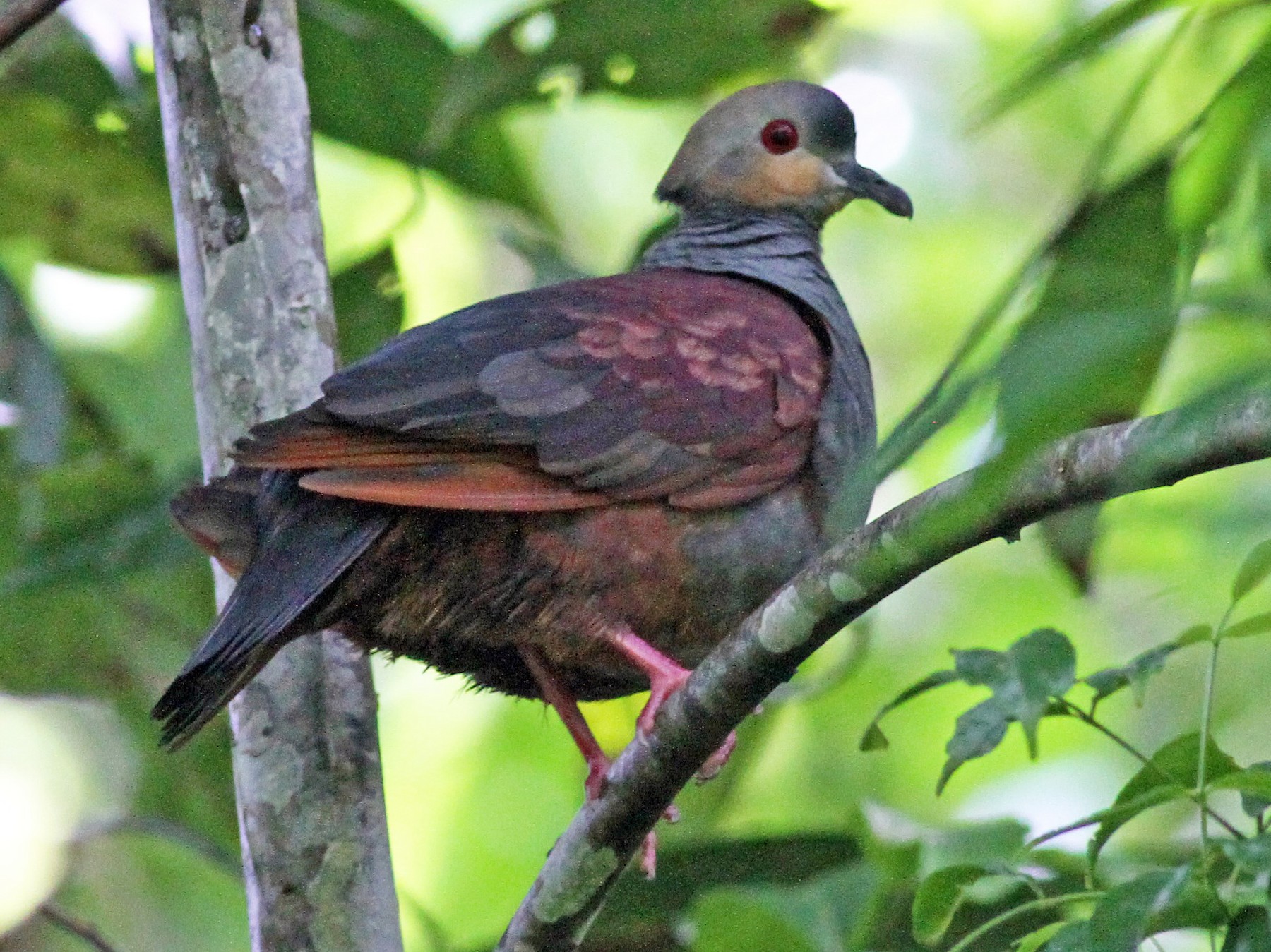 Crested Quail-Dove - eBird