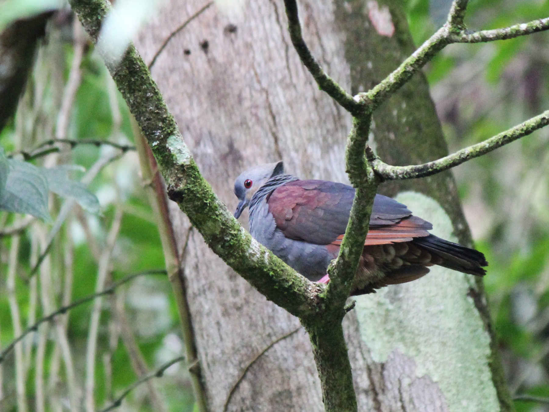 Crested Quail-Dove - eBird