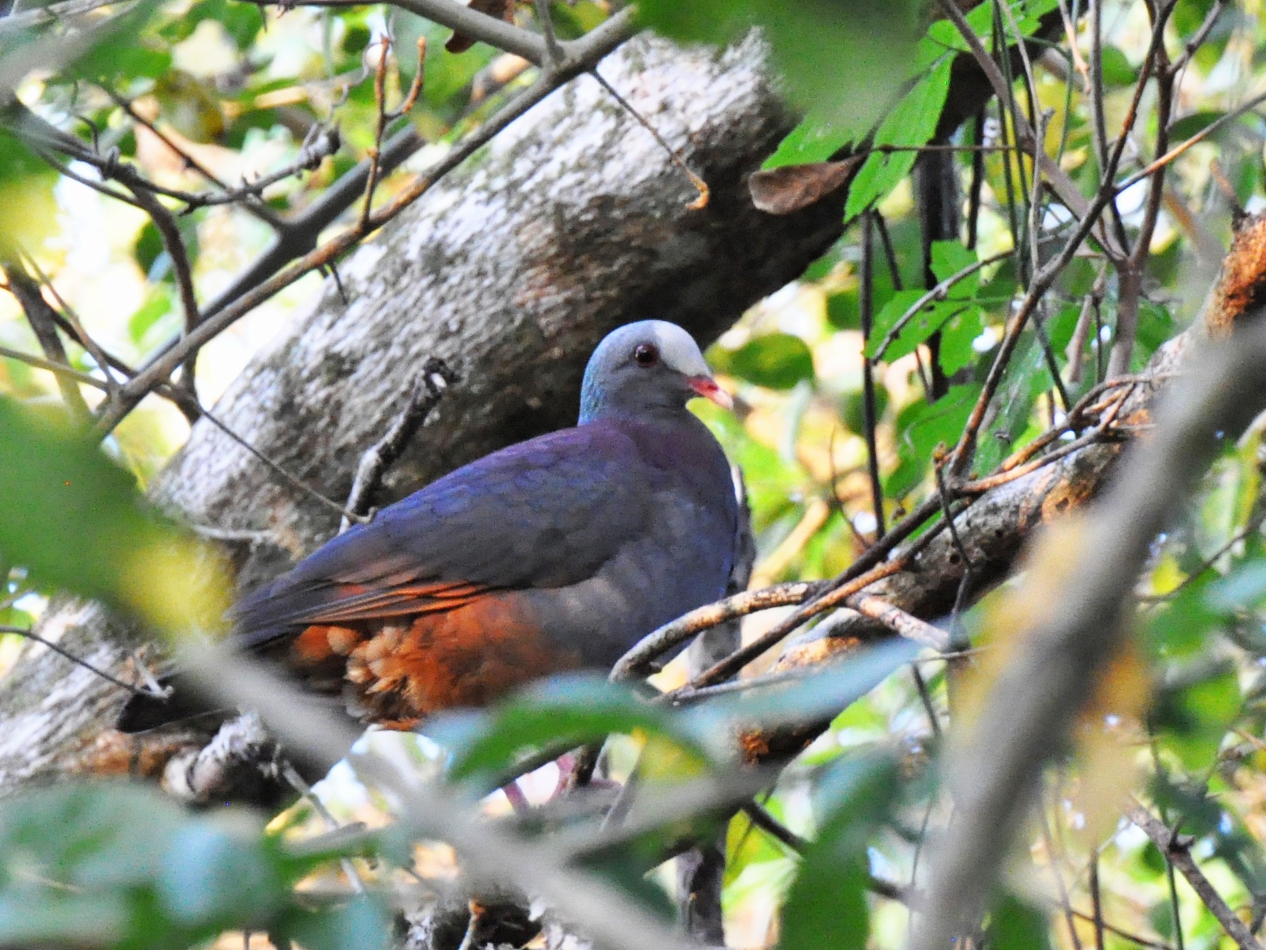 Grey-fronted Quail-Dove - eBird