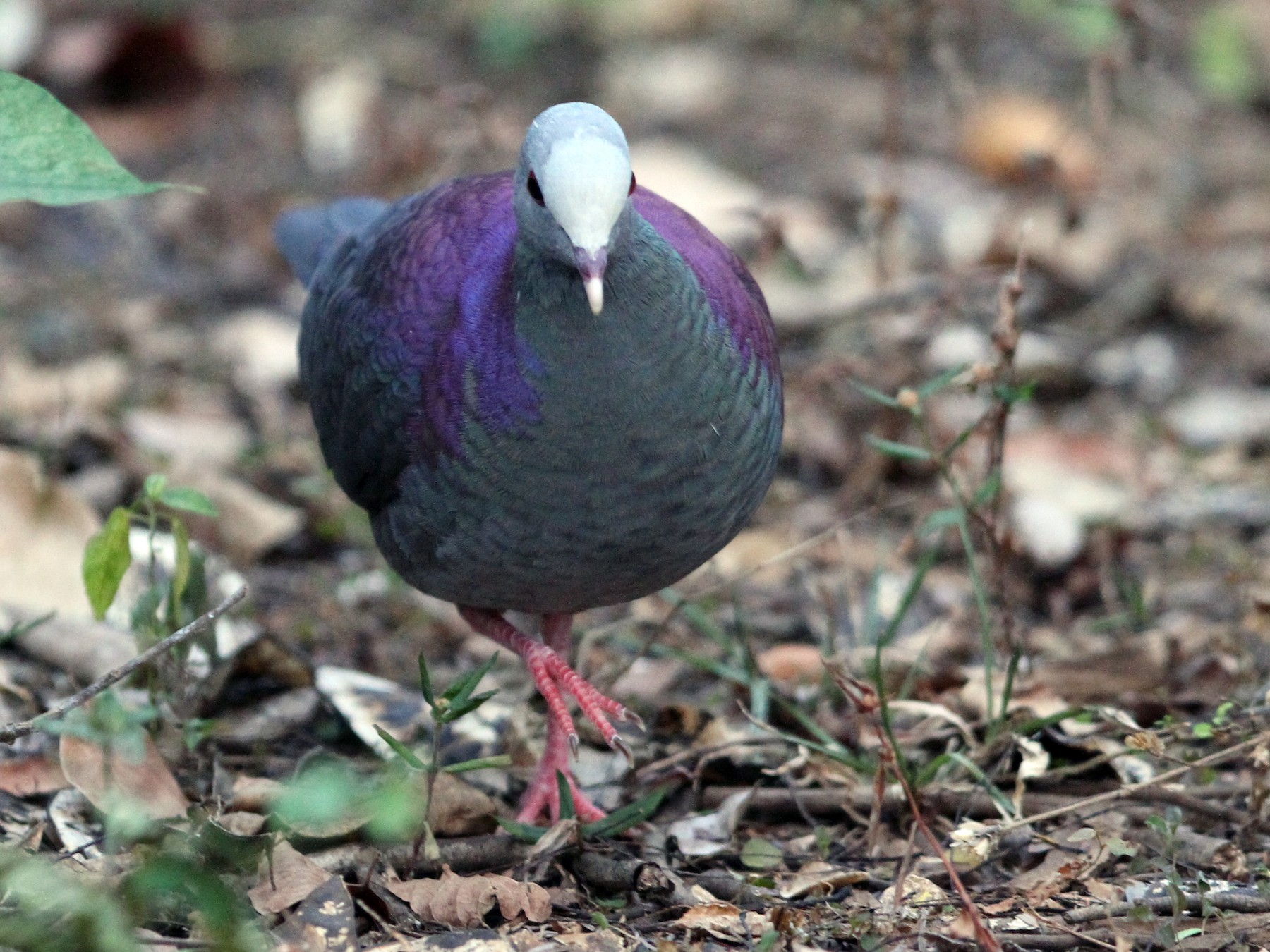 Paloma Perdiz Camao - eBird