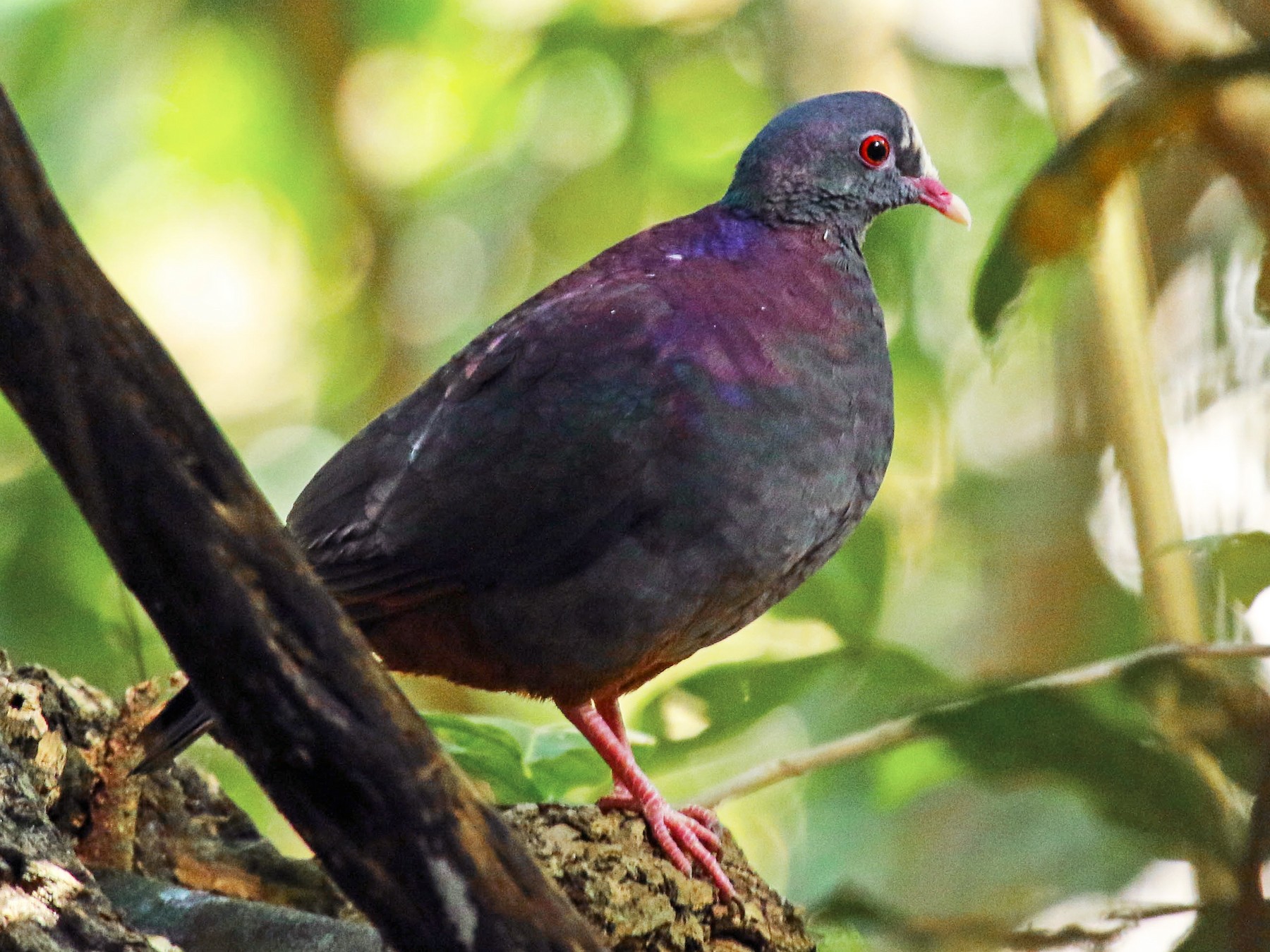 White-fronted Quail-Dove - eBird