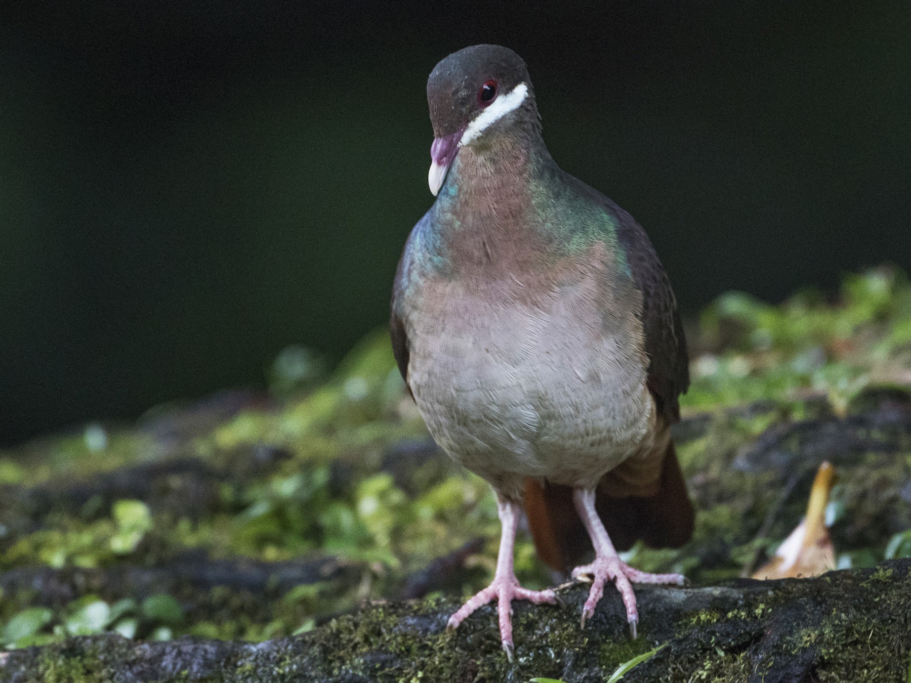 Bridled Quail-Dove - eBird