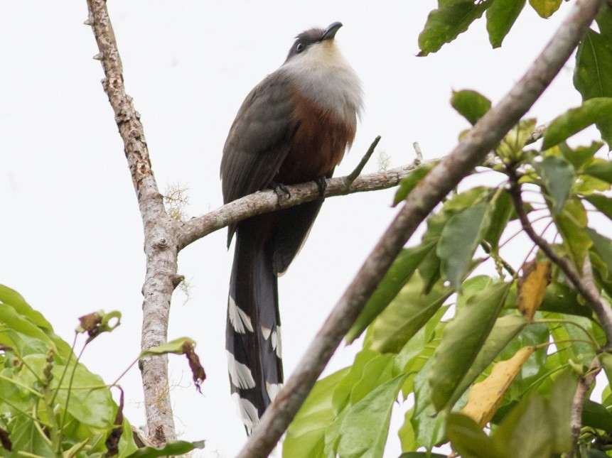 Chestnut-bellied Cuckoo - eBird