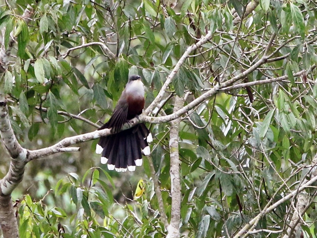 Chestnut-bellied Cuckoo - eBird