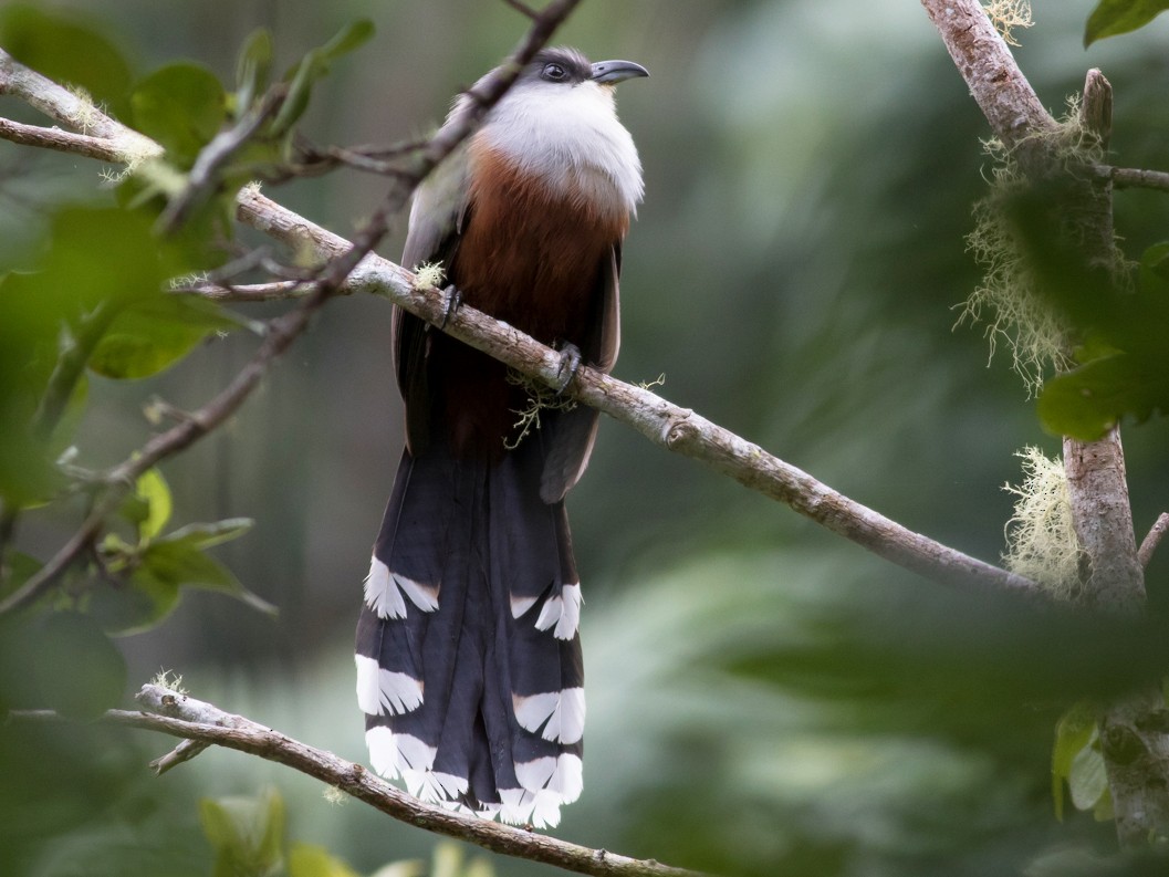 Chestnut-bellied Cuckoo - eBird