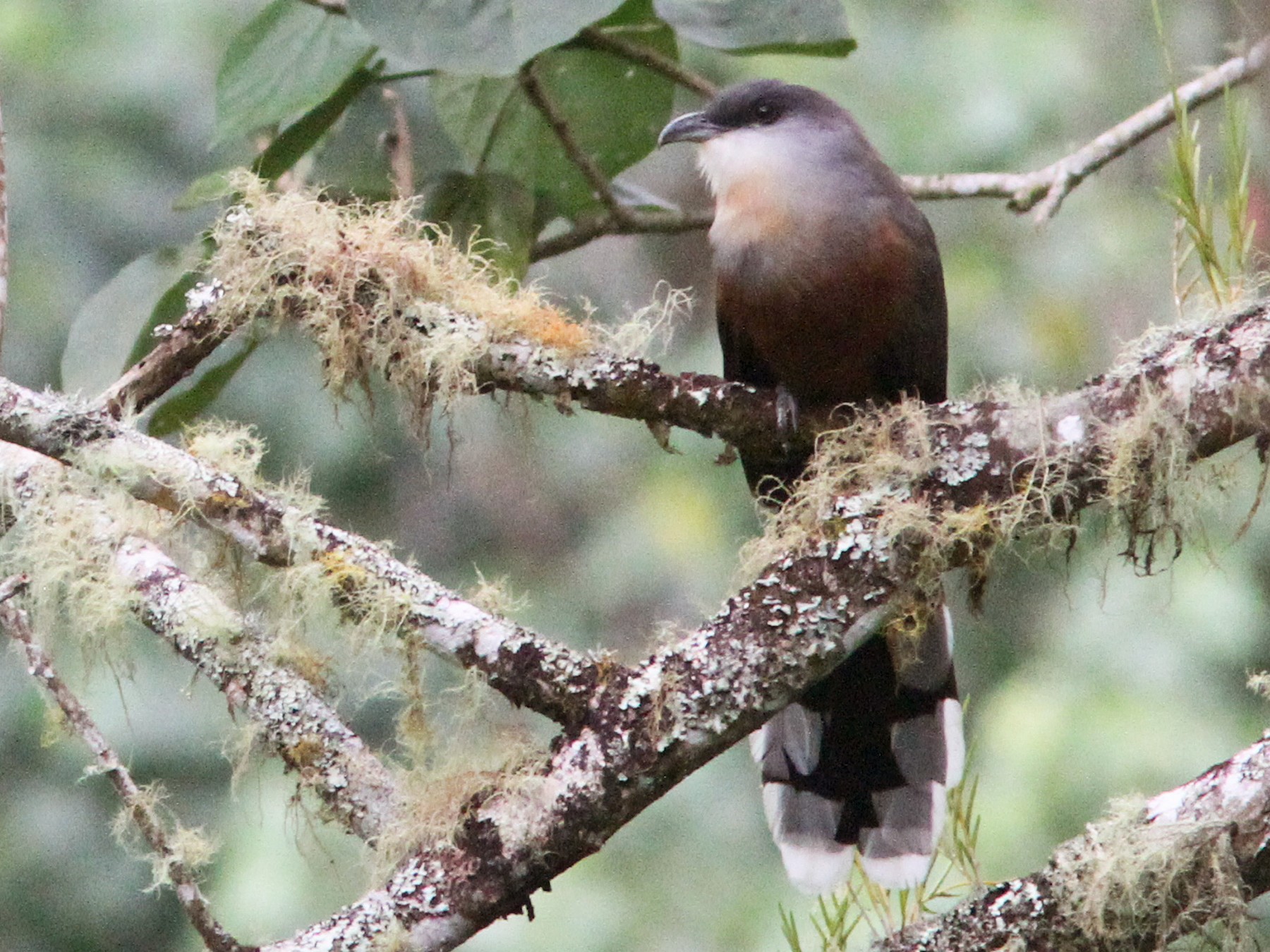 Chestnut-bellied Cuckoo - eBird