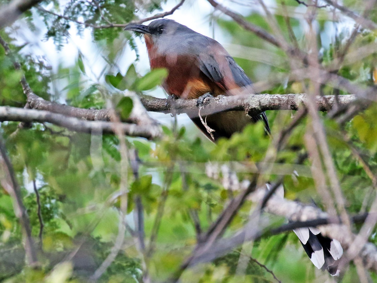 Bay-breasted Cuckoo - eBird