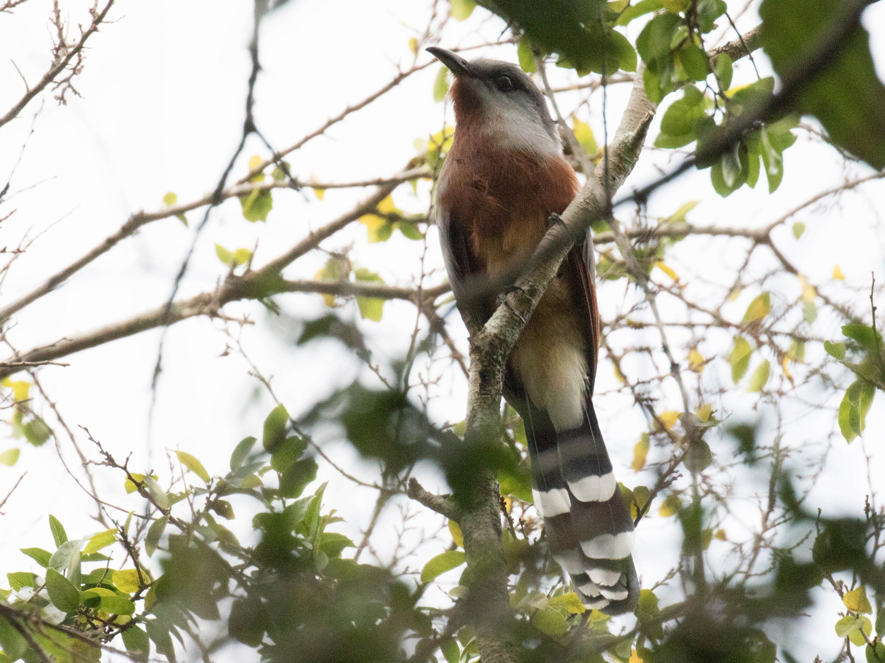 Bay-breasted Cuckoo - eBird