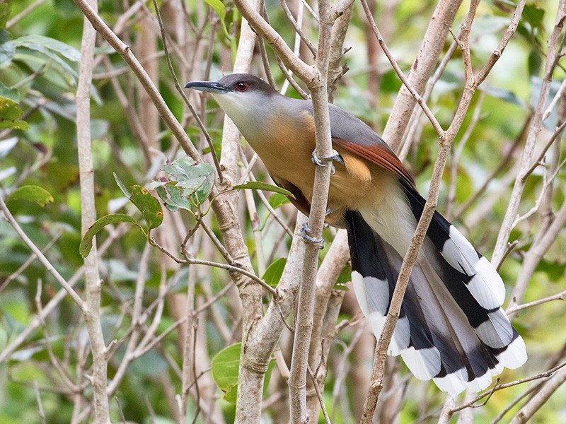 Jamaican Lizard-Cuckoo - eBird