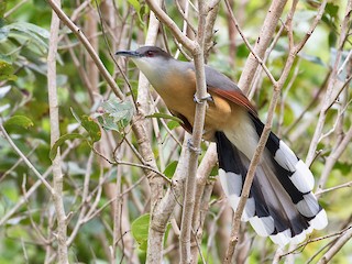 Jamaican Lizard Cuckoo - eBird