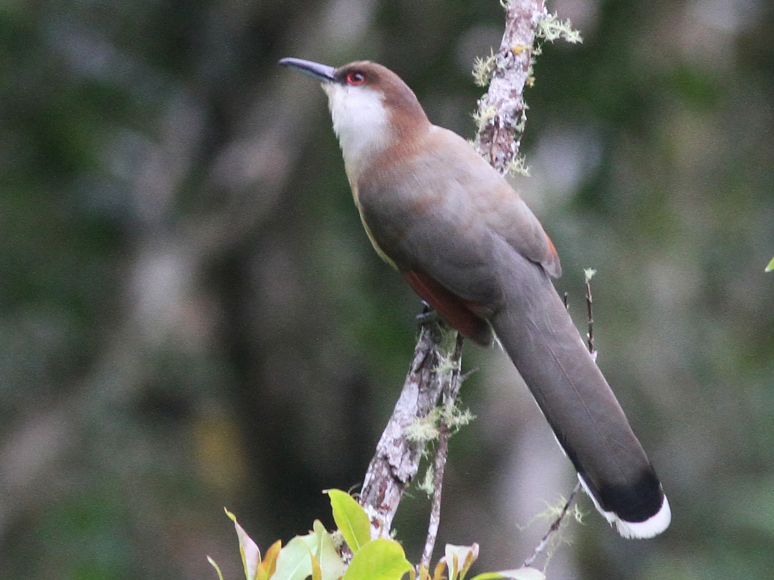 Jamaican Lizard-Cuckoo - eBird