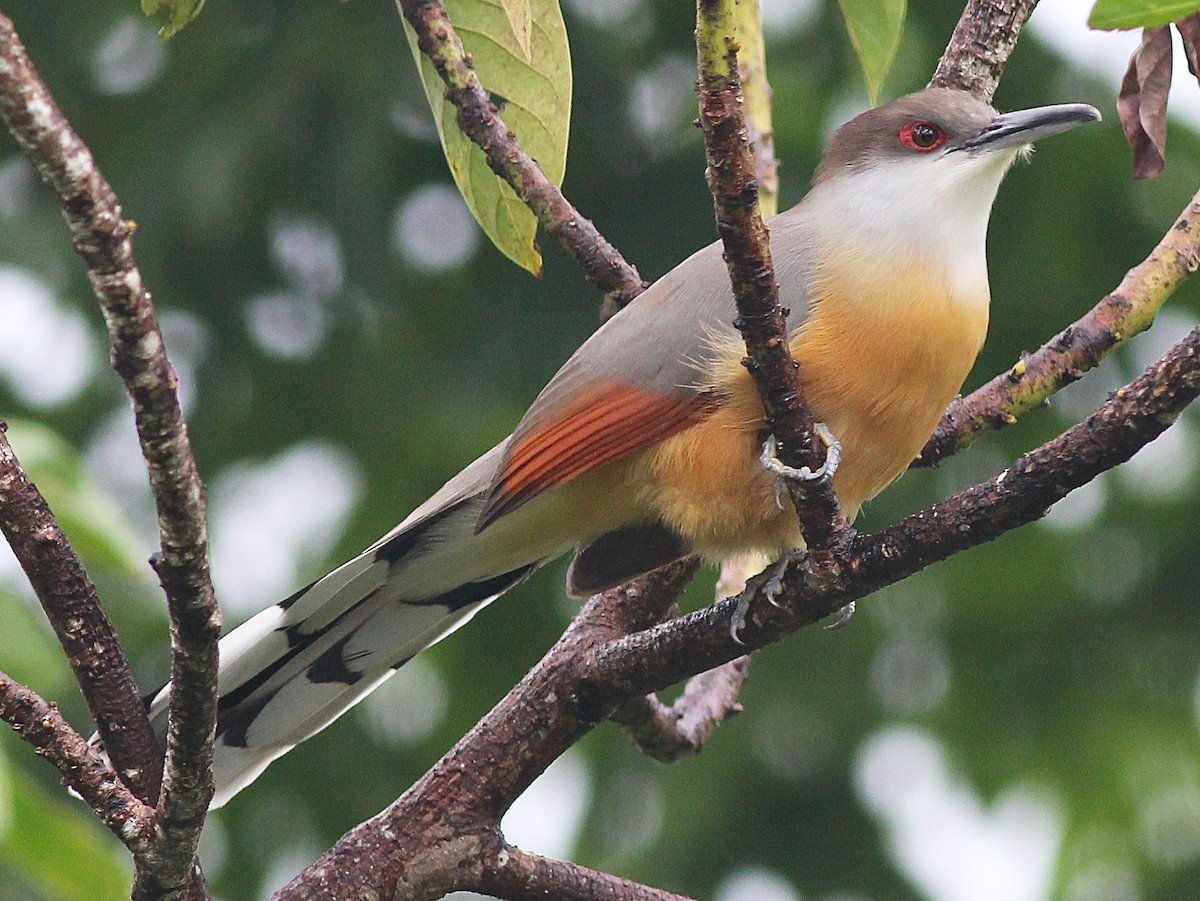 Jamaican Lizard-Cuckoo - Coccyzus vetula - Birds of the World